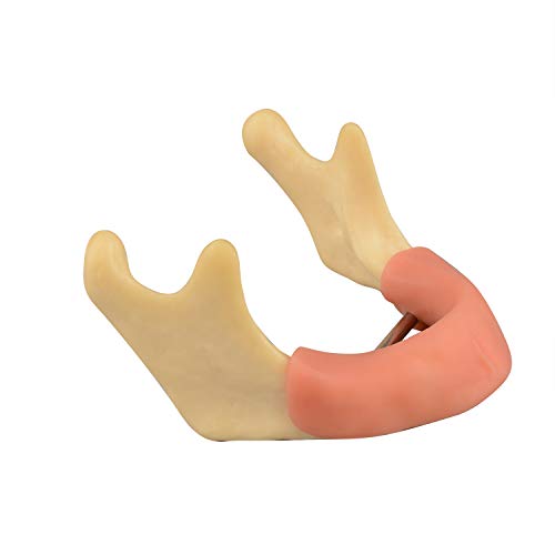 Ultrassist Mandible with Soft Tissue for Drilling Practice, Basic Implant Training Model with Practice Soft Artificial Tissue, Great Dental Training Tooth for Dental Implant Practice