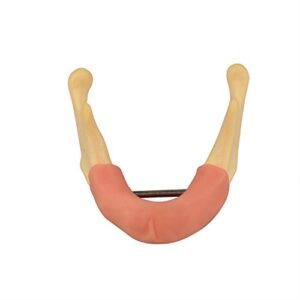 Ultrassist Mandible with Soft Tissue for Drilling Practice, Basic Implant Training Model with Practice Soft Artificial Tissue, Great Dental Training Tooth for Dental Implant Practice