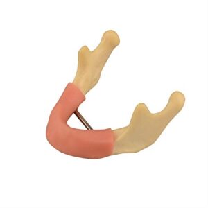 Ultrassist Mandible with Soft Tissue for Drilling Practice, Basic Implant Training Model with Practice Soft Artificial Tissue, Great Dental Training Tooth for Dental Implant Practice