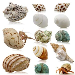 leonbach 12 pack natural hermit crab shells, different hermit crab supplies hermit crab house crab shell ornaments aquarium decor fish tank decoration, 1.2" to 3.15"