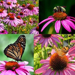 purple coneflower seeds, over 5300 echinacea seeds for planting, non-gmo, heirloom flower seeds