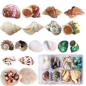 hermit crab shells 17pcs (9 types) medium small growth turbo seashells 0.6-1.6 inch various openning size natural