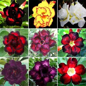 20 mixed color desert rose seeds to grow | 20 seeds | adenium obesum seeds to grow.. exotic bonsai plant