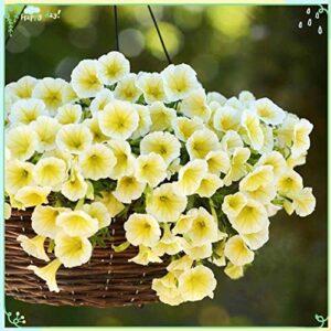 rare flower plant seeds 2000+ petunia seeds - shock wave yellow