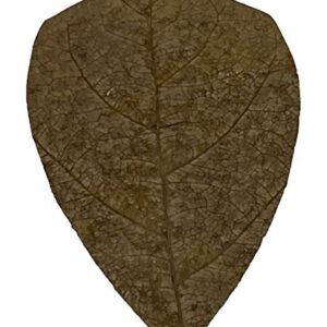 Awesome Aquatic Betta/Shrimp Leaves 50 Mini 2" Premium Catappa Indian Almond Leaves Natural Habitat Tannin Producing Improves Immunity, Easy to USE