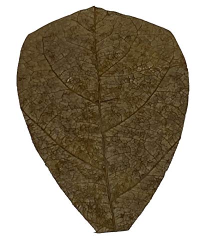 Awesome Aquatic Betta/Shrimp Leaves 50 Mini 2" Premium Catappa Indian Almond Leaves Natural Habitat Tannin Producing Improves Immunity, Easy to USE