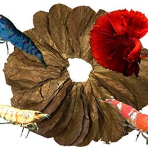 Awesome Aquatic Betta/Shrimp Leaves 50 Mini 2" Premium Catappa Indian Almond Leaves Natural Habitat Tannin Producing Improves Immunity, Easy to USE