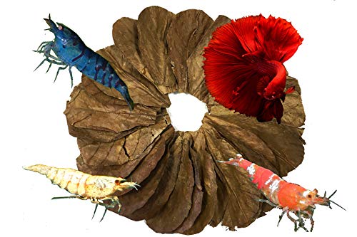 Awesome Aquatic Betta/Shrimp Leaves 50 Mini 2" Premium Catappa Indian Almond Leaves Natural Habitat Tannin Producing Improves Immunity, Easy to USE