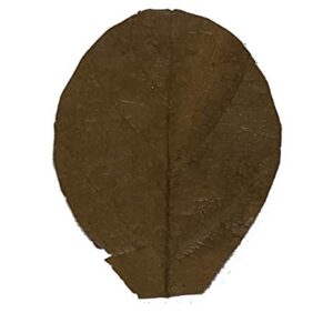 Awesome Aquatic Betta/Shrimp Leaves 50 Mini 2" Premium Catappa Indian Almond Leaves Natural Habitat Tannin Producing Improves Immunity, Easy to USE