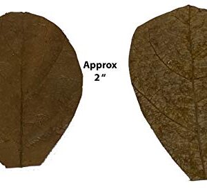 Awesome Aquatic Betta/Shrimp Leaves 25 Mini 2" Premium Catappa Indian Almond Leaves Natural Habitat Tannin Producing Improves Immunity, Easy to USE