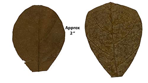 Awesome Aquatic Betta/Shrimp Leaves 25 Mini 2" Premium Catappa Indian Almond Leaves Natural Habitat Tannin Producing Improves Immunity, Easy to USE