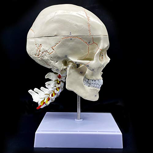 Human Skull with Brain and Cervical Vertebra Anatomical Model Life-Size Anatomy for Science Classroom Study Display Teaching Model