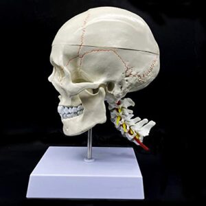 Human Skull with Brain and Cervical Vertebra Anatomical Model Life-Size Anatomy for Science Classroom Study Display Teaching Model