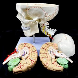 Human Skull with Brain and Cervical Vertebra Anatomical Model Life-Size Anatomy for Science Classroom Study Display Teaching Model