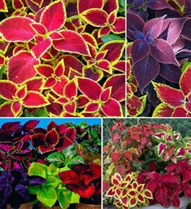 100+ rare mixed coleus flowers seeds rainbow coleus wizard mixed perennial foliage plant