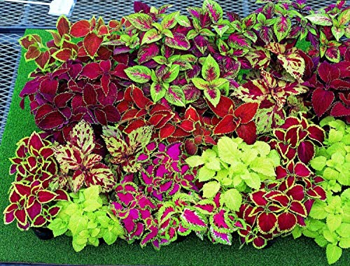 100+ Rare Mixed Coleus Flowers Seeds Rainbow Coleus Wizard Mixed Perennial Foliage Plant