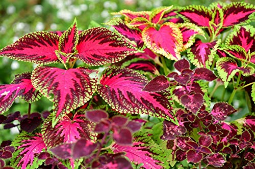 100+ Rare Mixed Coleus Flowers Seeds Rainbow Coleus Wizard Mixed Perennial Foliage Plant