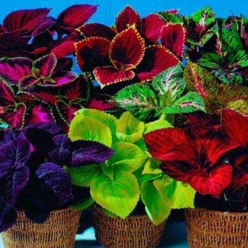 100+ Rare Mixed Coleus Flowers Seeds Rainbow Coleus Wizard Mixed Perennial Foliage Plant