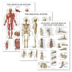 palace learning 3 pack - muscle + skeleton + anatomy & injuries of the foot and ankle poster set - muscular and skeletal system anatomical charts - laminated - 18" x 24"