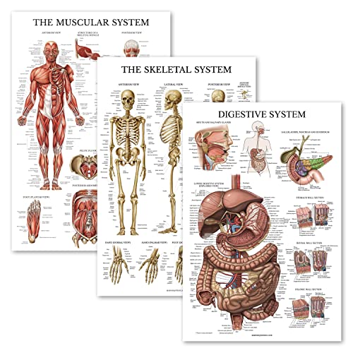 Palace Learning 3 Pack - Muscle + Skeleton + Digestive System Anatomy Poster Set - Muscular and Skeletal System Anatomical Charts - Laminated - 18" x 24"