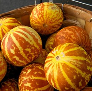 20 rare tigger melon seeds | exotic garden fruit seeds to plant | sweet exotic melons, grow and eat