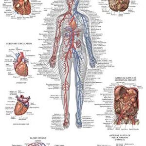 Palace Learning 3 Pack - Muscle + Skeleton + Circulatory System Anatomy Poster Set - Muscular and Skeletal System Anatomical Charts - Laminated - 18" x 24"