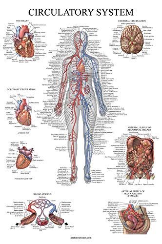 Palace Learning 3 Pack - Muscle + Skeleton + Circulatory System Anatomy Poster Set - Muscular and Skeletal System Anatomical Charts - Laminated - 18" x 24"