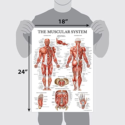 Palace Learning 3 Pack - Muscle + Skeleton + Circulatory System Anatomy Poster Set - Muscular and Skeletal System Anatomical Charts - Laminated - 18" x 24"