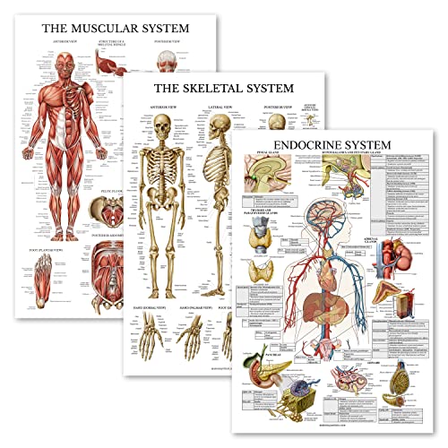 Palace Learning 3 Pack - Muscle + Skeleton + Endocrine System Anatomy Poster Set - Muscular and Skeletal System Anatomical Charts - Laminated - 18" x 24"