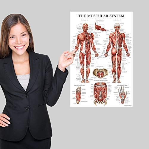 Palace Learning 3 Pack - Muscle + Skeleton + Endocrine System Anatomy Poster Set - Muscular and Skeletal System Anatomical Charts - Laminated - 18" x 24"