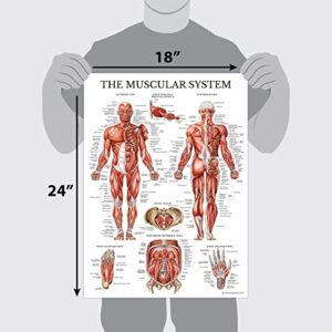 Palace Learning 3 Pack - Muscle + Skeleton + Endocrine System Anatomy Poster Set - Muscular and Skeletal System Anatomical Charts - Laminated - 18" x 24"