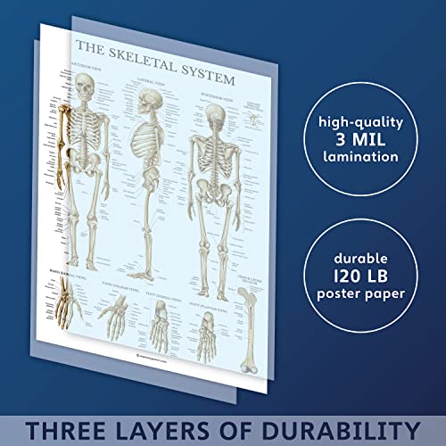 Palace Learning 3 Pack - Muscle + Skeleton + Endocrine System Anatomy Poster Set - Muscular and Skeletal System Anatomical Charts - Laminated - 18" x 24"