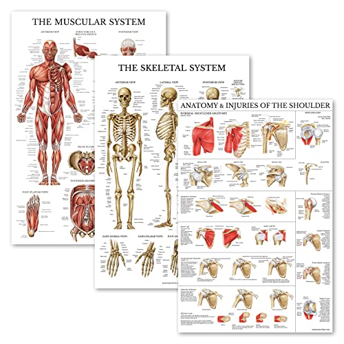 Palace Learning 3 Pack - Muscle + Skeleton + Anatomy & Injuries of the Shoulder Poster Set - Muscular and Skeletal System Anatomical Charts - Laminated - 18" x 24"