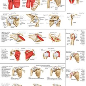 Palace Learning 3 Pack - Muscle + Skeleton + Anatomy & Injuries of the Shoulder Poster Set - Muscular and Skeletal System Anatomical Charts - Laminated - 18" x 24"