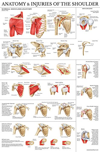 Palace Learning 3 Pack - Muscle + Skeleton + Anatomy & Injuries of the Shoulder Poster Set - Muscular and Skeletal System Anatomical Charts - Laminated - 18" x 24"