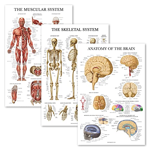 Palace Learning 3 Pack - Muscle + Skeleton + Brain Anatomy Poster Set - Muscular and Skeletal System Anatomical Charts - Laminated - 18" x 24"