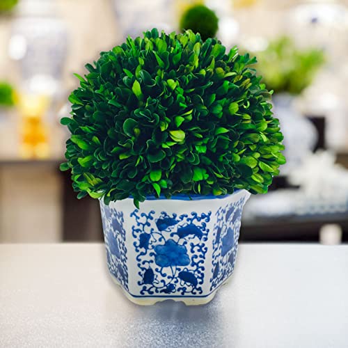 Galt International Preserved Natural Boxwood in Ceramic Pot - Plant and Table Centerpiece - Stunning Greenery and Plant Decor for Home - Blue & White 11"