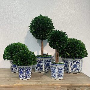 Galt International Preserved Natural Boxwood in Ceramic Pot - Plant and Table Centerpiece - Stunning Greenery and Plant Decor for Home - Blue & White 11"