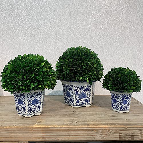 Galt International Preserved Natural Boxwood in Ceramic Pot - Plant and Table Centerpiece - Stunning Greenery and Plant Decor for Home - Blue & White 11"