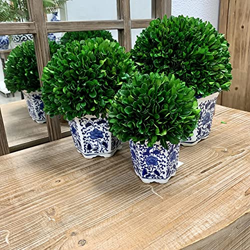 Galt International Preserved Natural Boxwood in Ceramic Pot - Plant and Table Centerpiece - Stunning Greenery and Plant Decor for Home - Blue & White 11"