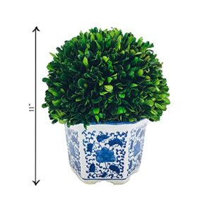 Galt International Preserved Natural Boxwood in Ceramic Pot - Plant and Table Centerpiece - Stunning Greenery and Plant Decor for Home - Blue & White 11"