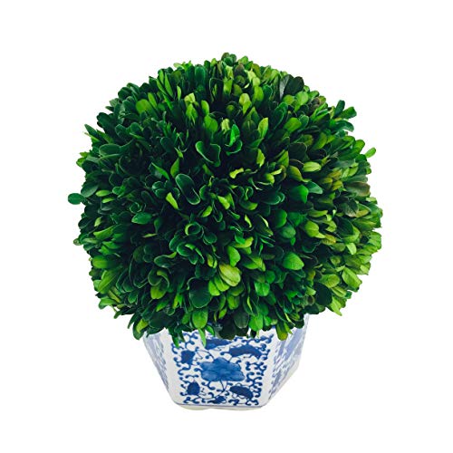 Galt International Preserved Natural Boxwood in Ceramic Pot - Plant and Table Centerpiece - Stunning Greenery and Plant Decor for Home - Blue & White 11"