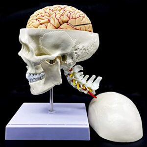 human skull with brain and cervical vertebra anatomical model life-size anatomy for science classroom study display teaching model