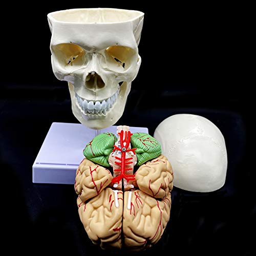 Human Skull with Brain and Cervical Vertebra Anatomical Model Life-Size Anatomy for Science Classroom Study Display Teaching Model