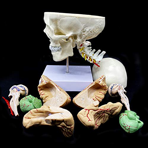 Human Skull with Brain and Cervical Vertebra Anatomical Model Life-Size Anatomy for Science Classroom Study Display Teaching Model