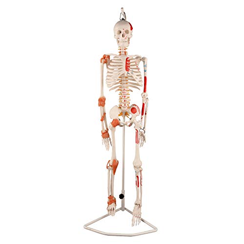 Ultrassist Human Skeleton Model, 33.5" Half Life Size Skeleton Replica with Spinal Nerves, Muscle Insertion and Origin Points, Includes Joint Ligaments for Human Anatomy Study, Hanging Style