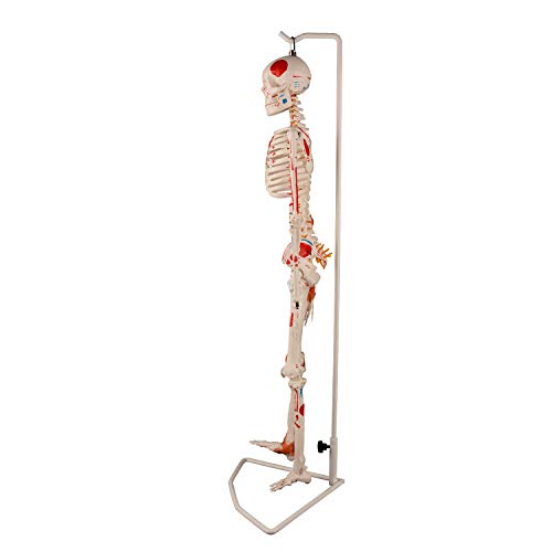 Ultrassist Human Skeleton Model, 33.5" Half Life Size Skeleton Replica with Spinal Nerves, Muscle Insertion and Origin Points, Includes Joint Ligaments for Human Anatomy Study, Hanging Style