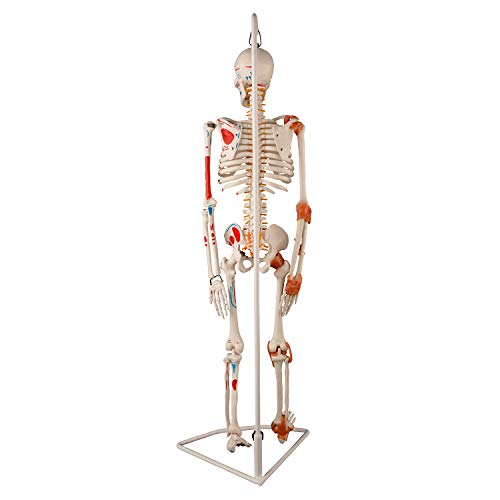 Ultrassist Human Skeleton Model, 33.5" Half Life Size Skeleton Replica with Spinal Nerves, Muscle Insertion and Origin Points, Includes Joint Ligaments for Human Anatomy Study, Hanging Style