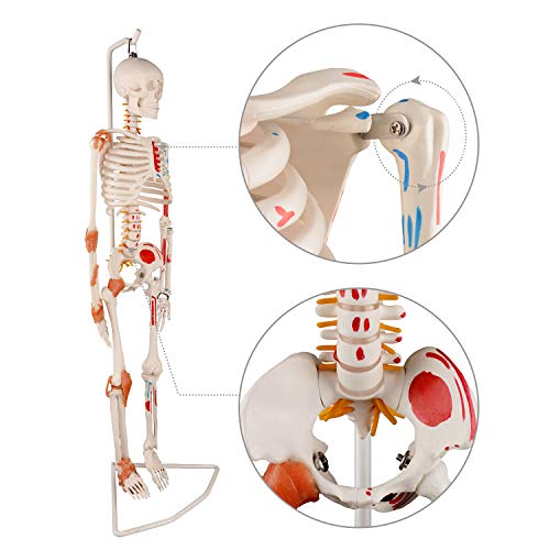 Ultrassist Human Skeleton Model, 33.5" Half Life Size Skeleton Replica with Spinal Nerves, Muscle Insertion and Origin Points, Includes Joint Ligaments for Human Anatomy Study, Hanging Style