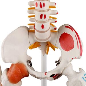 Ultrassist Human Skeleton Model, 33.5" Half Life Size Skeleton Replica with Spinal Nerves, Muscle Insertion and Origin Points, Includes Joint Ligaments for Human Anatomy Study, Hanging Style